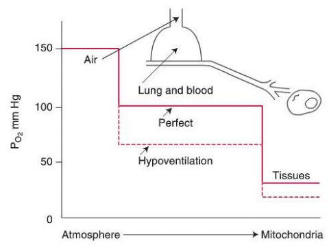 Oxygen Therapy - Oxygen Therapy CBPG